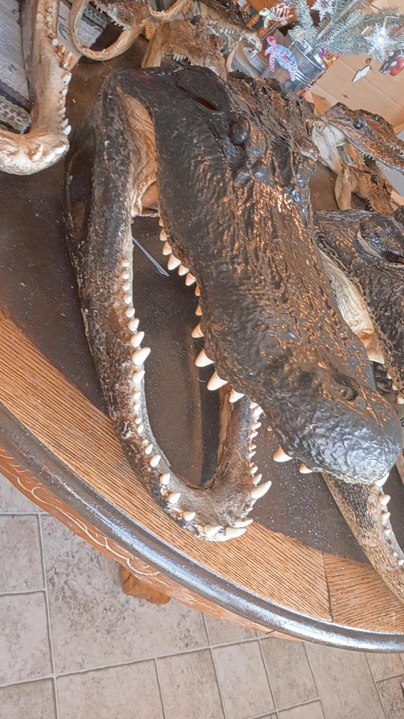 LARGE-XXXXLARGE Alligator Head Taxidermy: 9ft-13ft Louisiana Gator ...