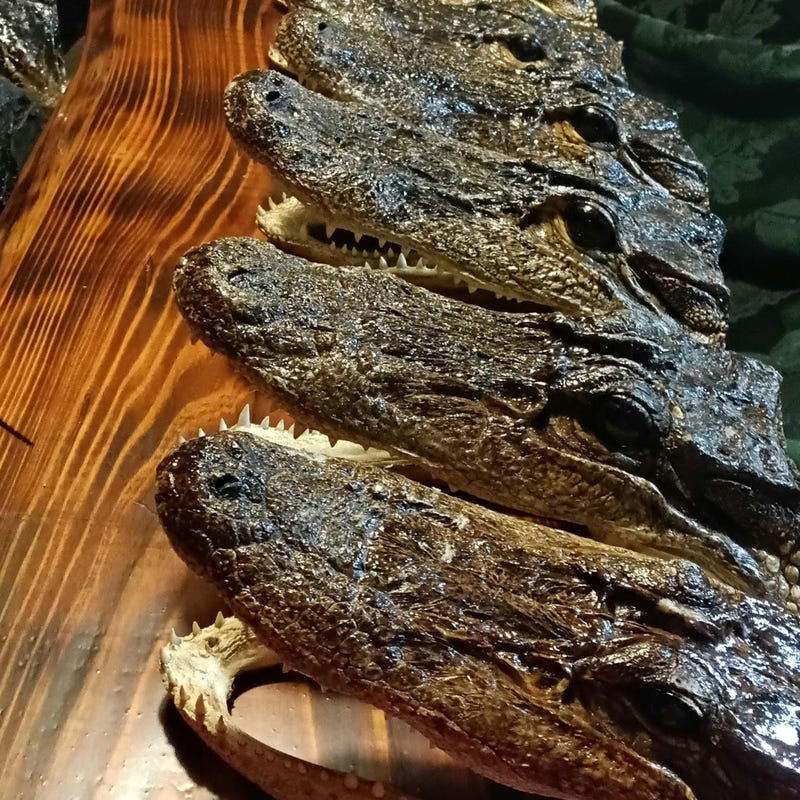 Alligator Heads - Etsy