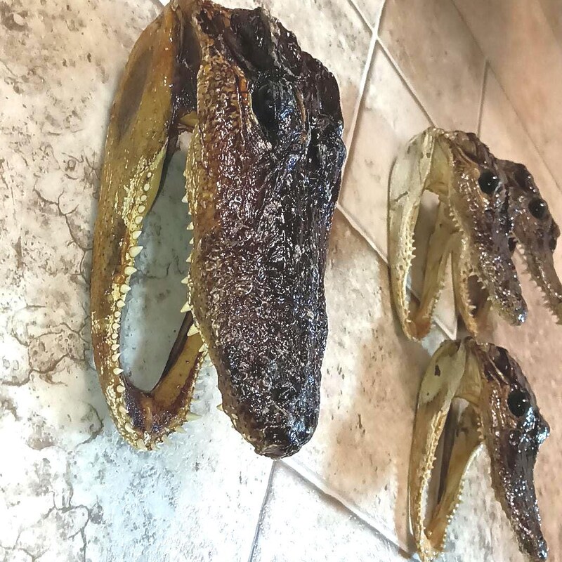 Alligator Heads - Etsy