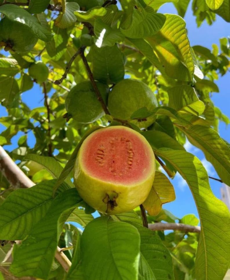 Live Pink Guava Plant – Healthy Seedling in 4" Pot – Tropical Fruit ...