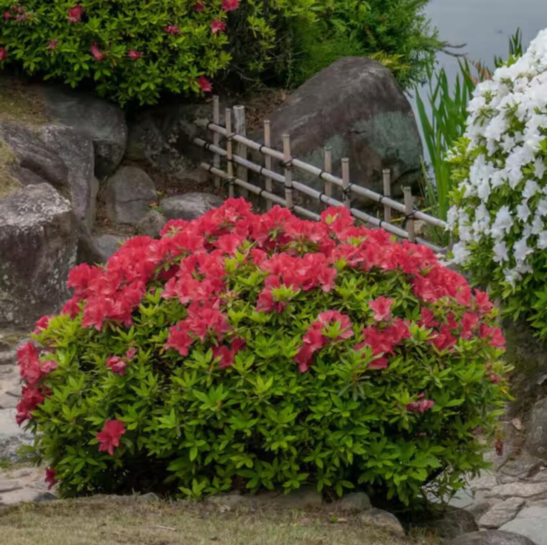 Live Red Azalea Plant – 10" Tall Seedling in 3" Pot – Vibrant Spring ...