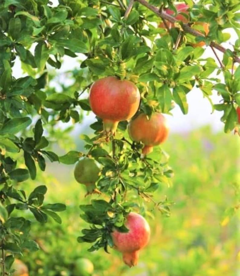 Live Pomegranate Plant – 8–10" Tall Seedling – 4" Pot – Fruit Tree ...