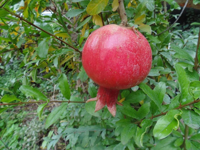 Live Pomegranate Plant – 8–10" Tall Seedling – 4" Pot – Fruit Tree ...