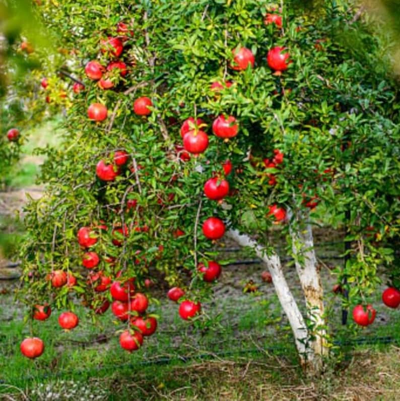 Live Pomegranate Plant – 8–10" Tall Seedling – 4" Pot – Fruit Tree ...