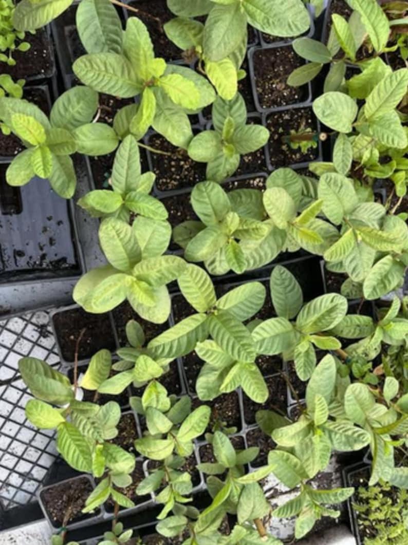 Live White Guava Plant – Healthy 10" Tall Seedling in 4" Pot – Tropical ...