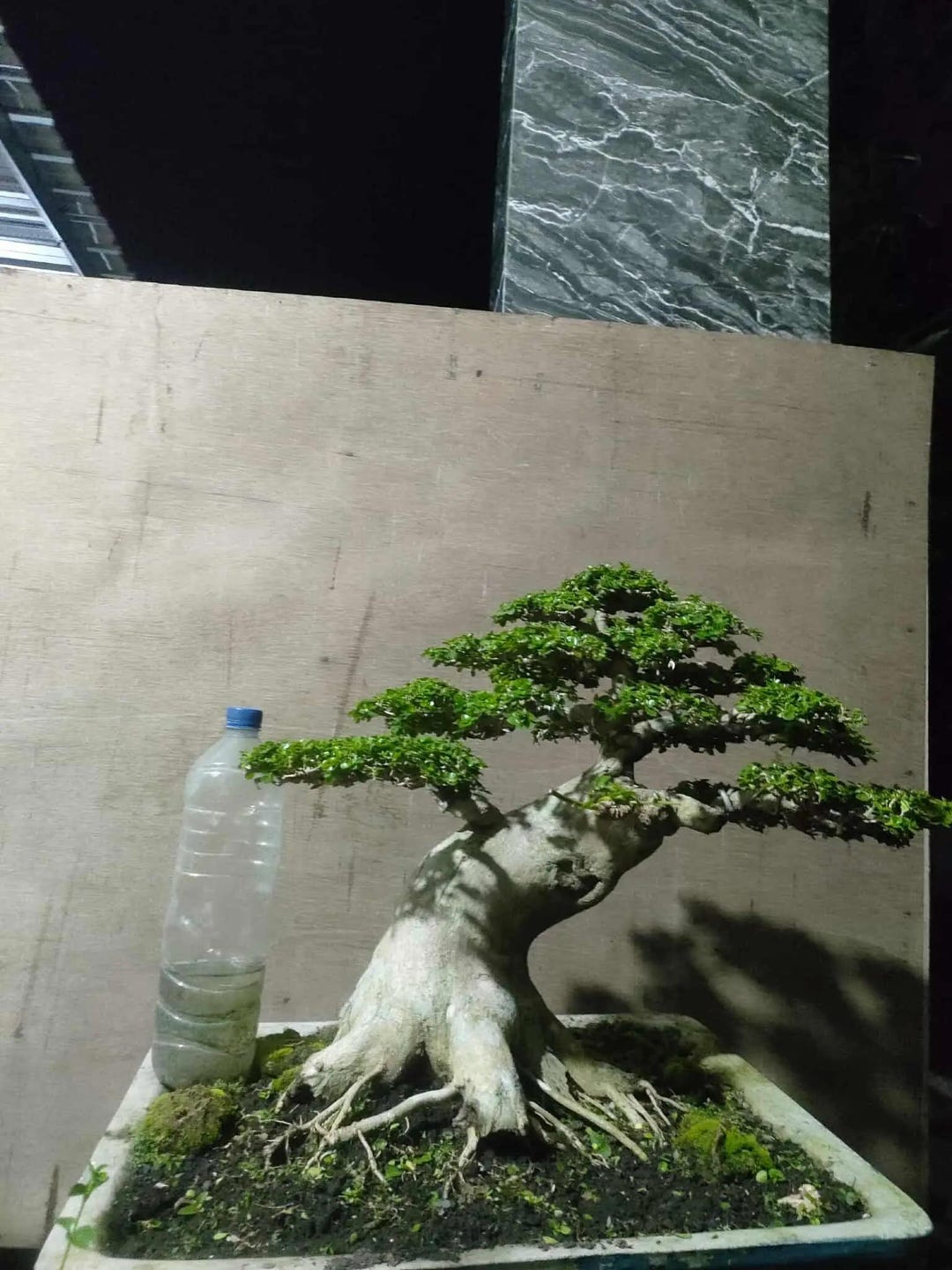 Real Bonsai Tree - Premna Microphylla Bonsai Tree / Bonsai Premna ...