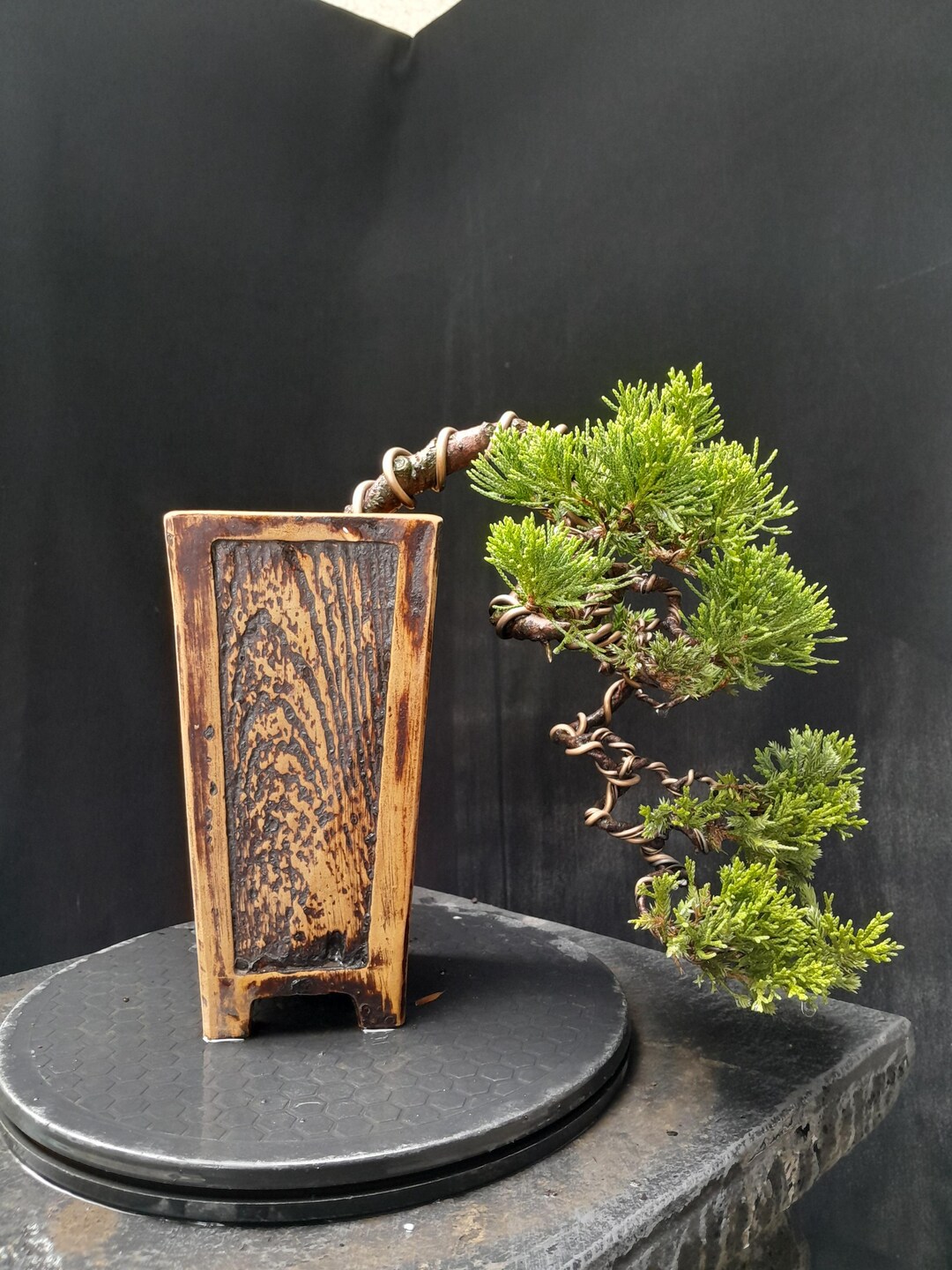 Real Picture Actual Tree Tree Bonsai Juniperus Chinensis Small Size - Etsy