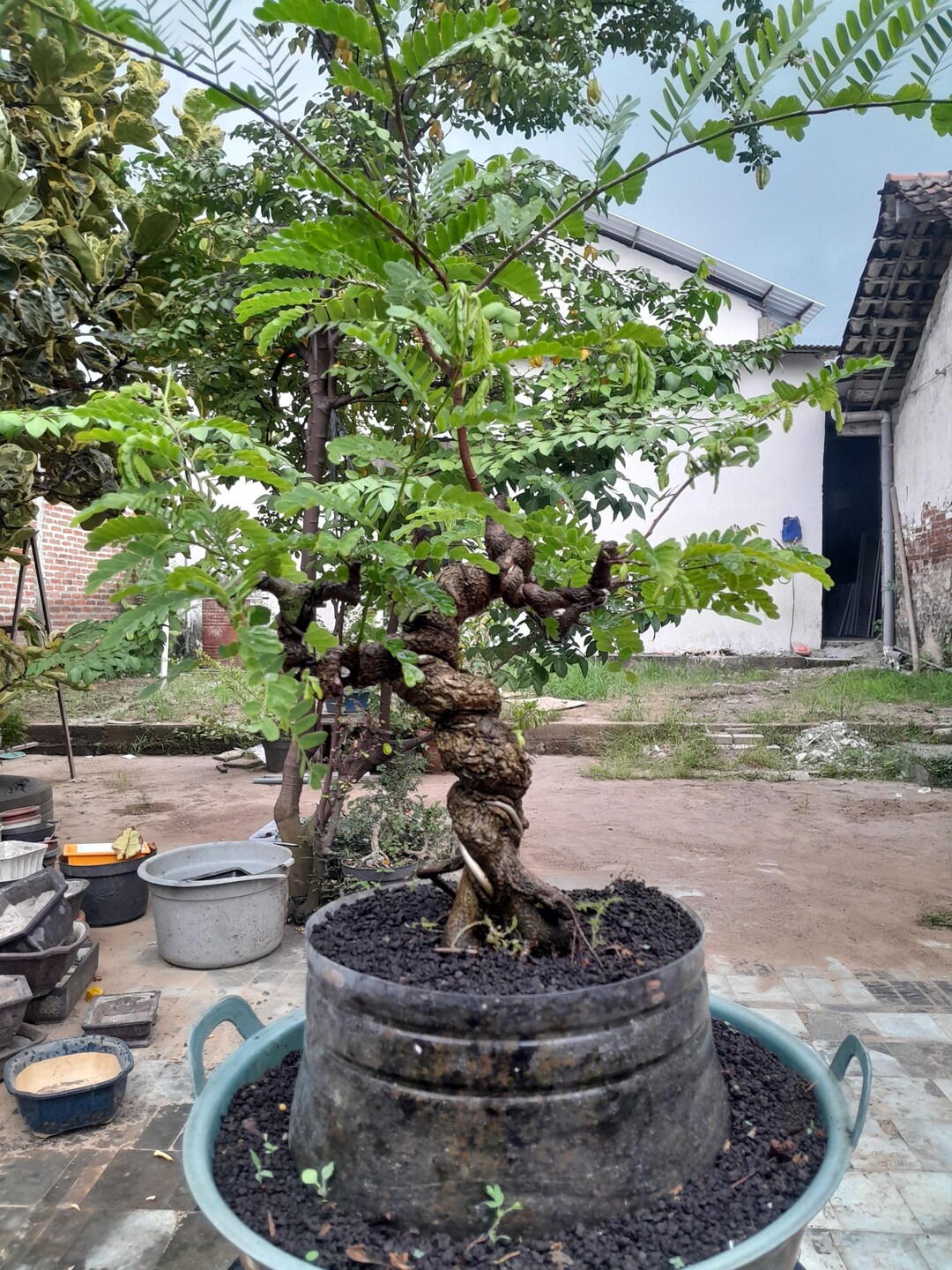 Real Bonsai Tree Tamarindus Indica Bonsai Tree Size Small - Etsy
