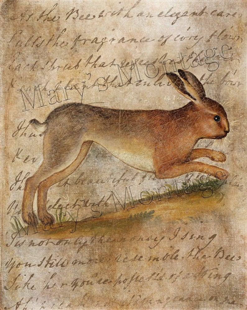 Set of 6 Vintage Rabbit Digital Download Prints 8x10 - Etsy