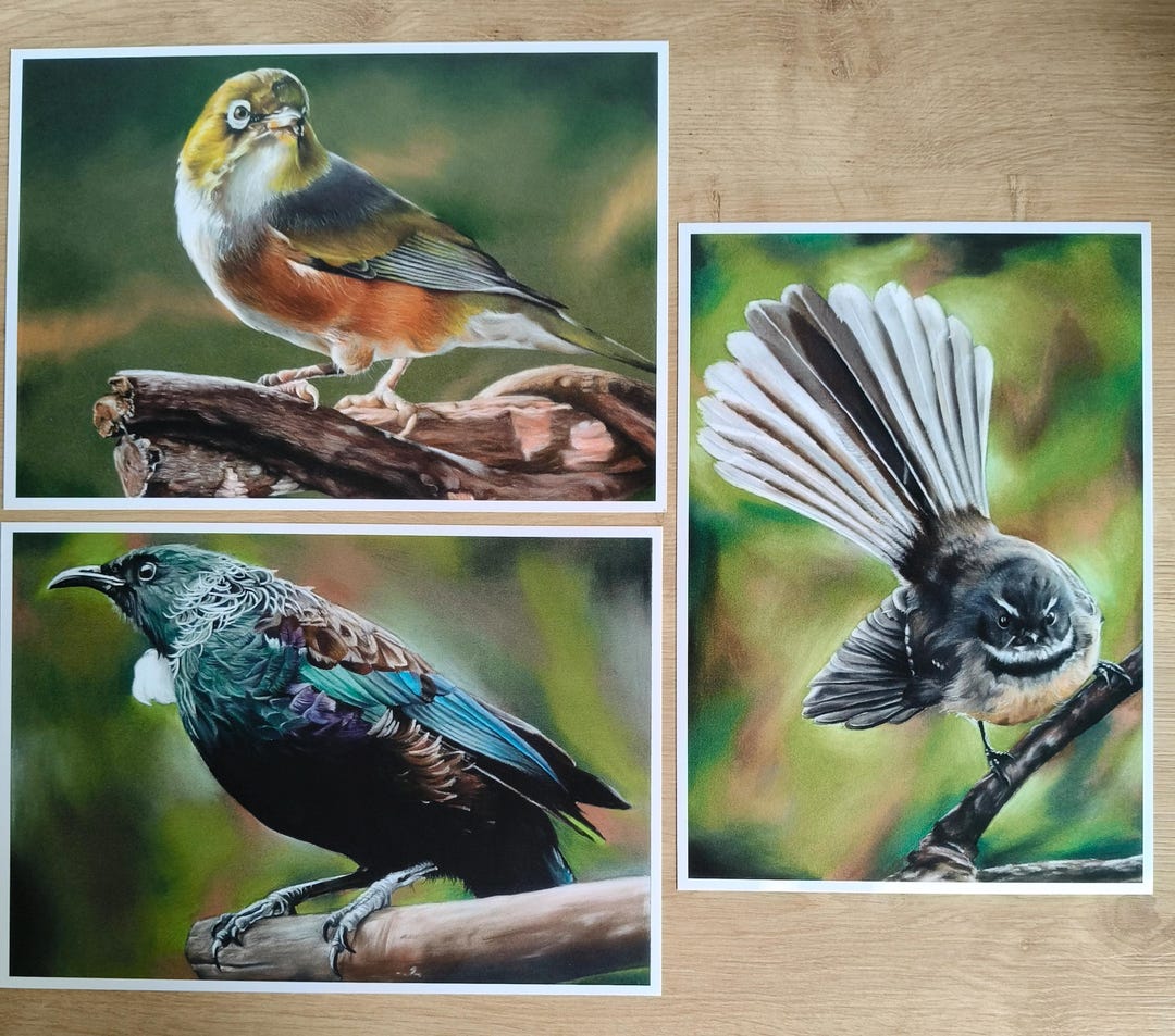 NZ Bird Art Print | Pastel Pencil Drawing | Tui, Waxeye, Fantail - Etsy