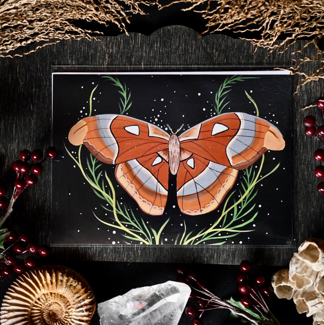 Atlas Moth Art Print - Etsy