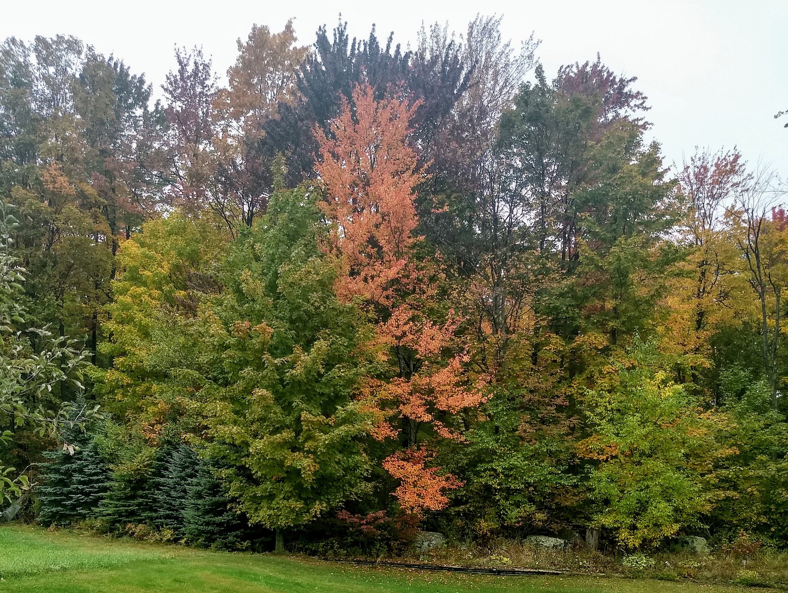 100 Percent Pure Vermont Maple Syrup 1/2 Gallon/ Organic - Etsy