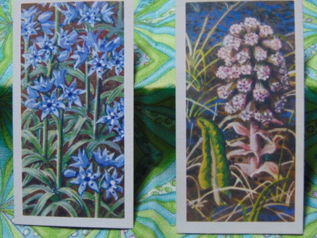 Vintage 1959 Brooke Bond Tea Cards...wild Flowers BUTTERBUR & Vernal ...