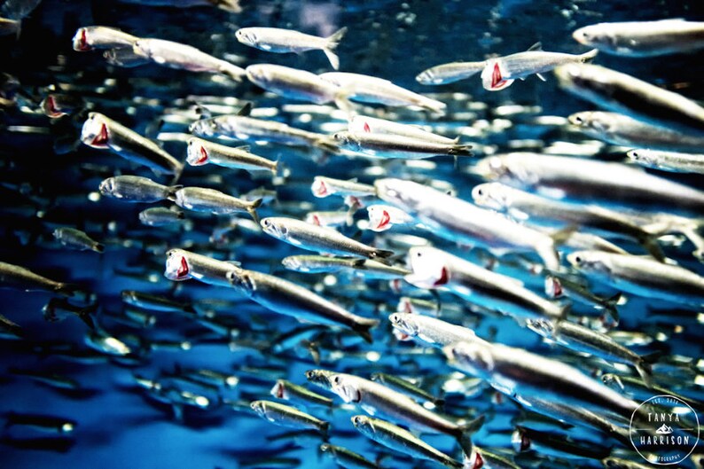 Blue and Silver Nursery Decor Ocean Art Fish Sardines Abstract Aquatic ...