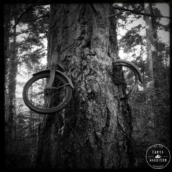 Seattle Art Vashon Island Bike Tree Black and White Photograph, Bicycle ...