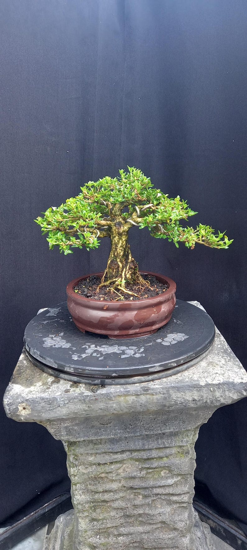 Serissa Japonica Bonsa1 Tree Real Picture - Etsy