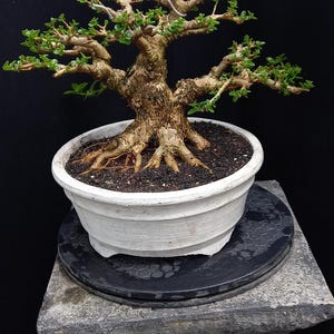 Live Premna Microphylla Bonsa1 Tree Real Picture - Etsy