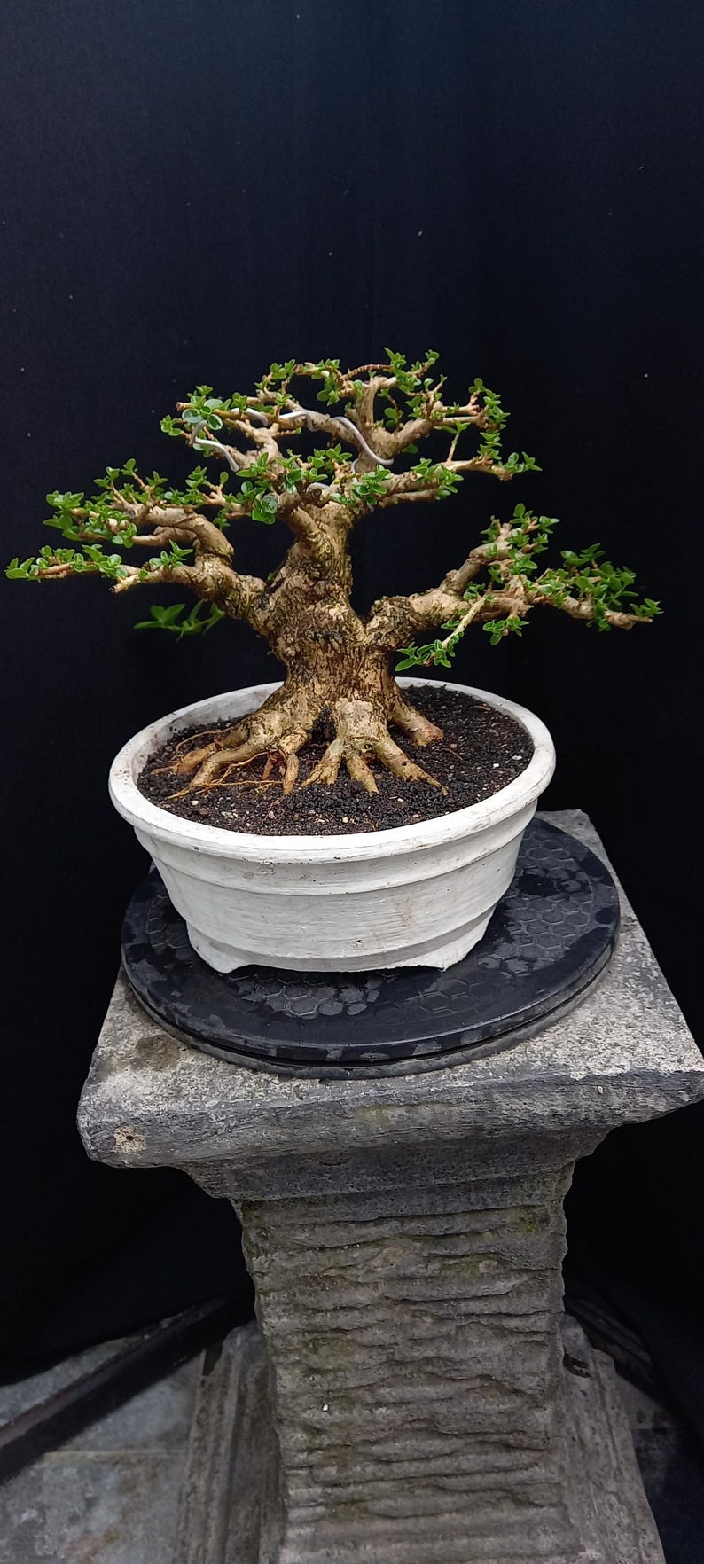 Live Premna Microphylla Bonsa1 Tree Real Picture - Etsy