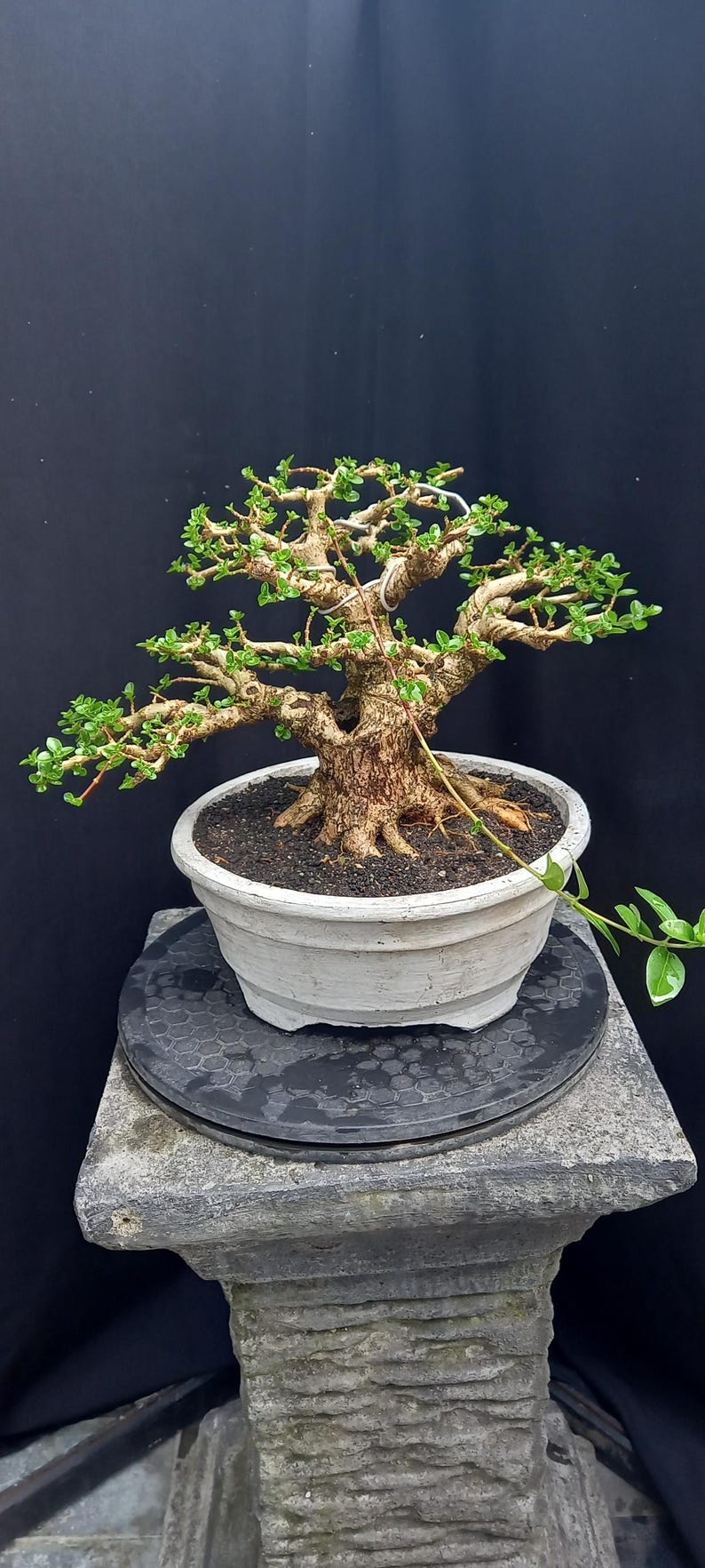 Live Premna Microphylla Bonsa1 Tree Real Picture - Etsy