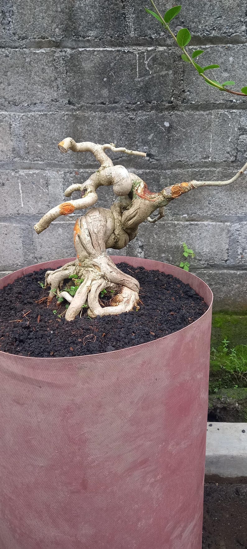 Live Premna Microphylla Pre Bonsa1 Real Picture - Etsy