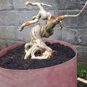 Live Premna Microphylla Pre Bonsa1 Real Picture - Etsy