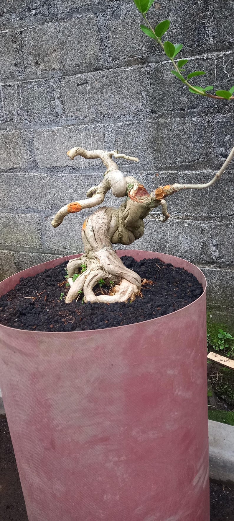 Live Premna Microphylla Pre Bonsa1 Real Picture - Etsy