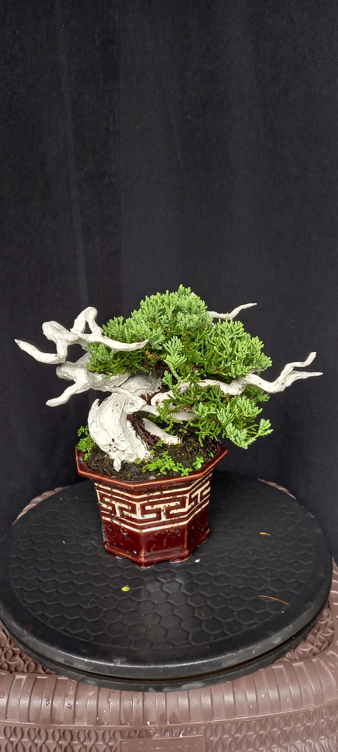 Juniperus Chinensis Tanuki Bonsa1 Tree Real Picture - Etsy