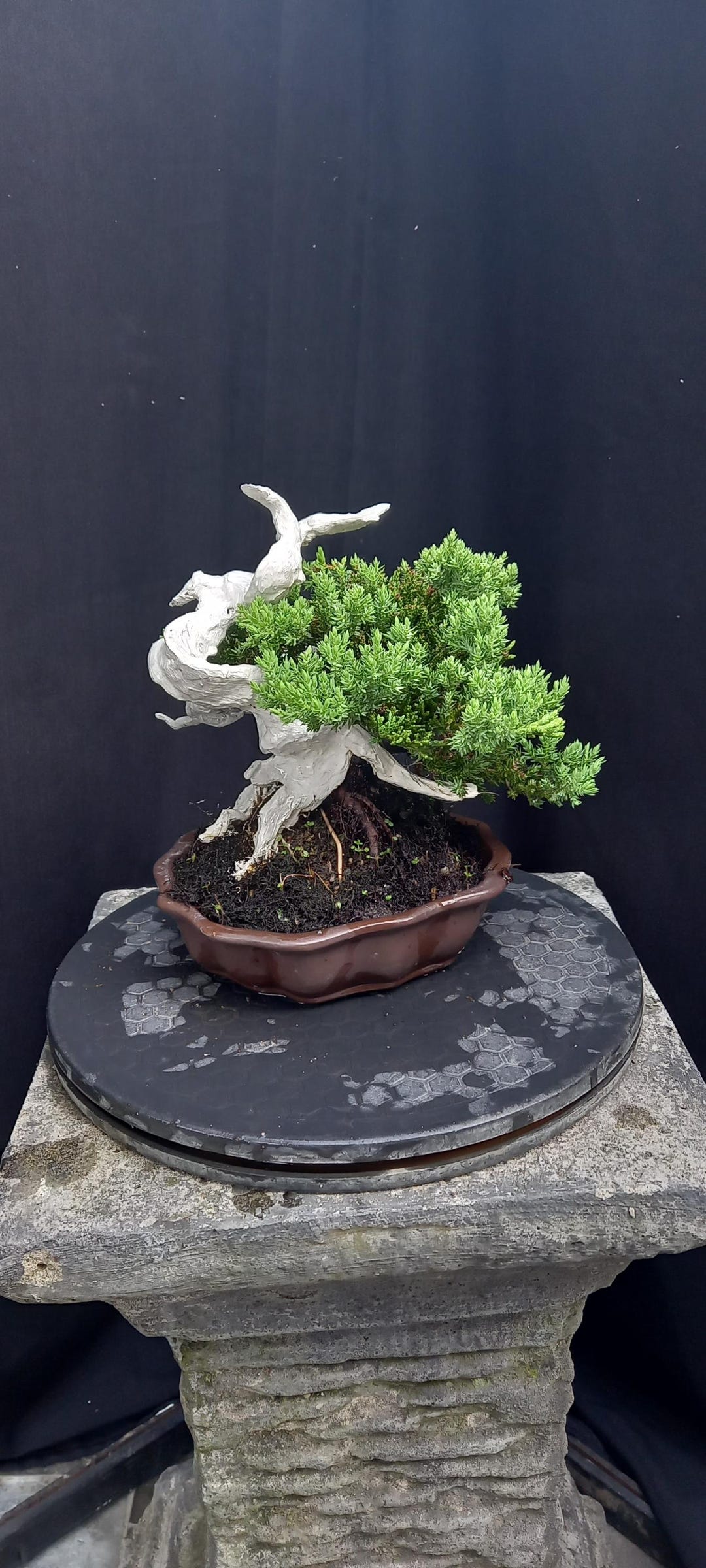 Juniperus Chinensis Tanuki Bonsa1 Tree Real Picture - Etsy Canada