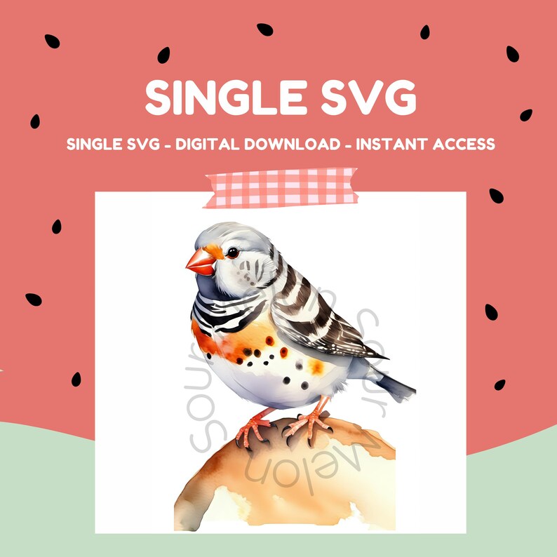 Watercolor Aussie Finch Bird Clipart: SVG & PNG (digital Download ...