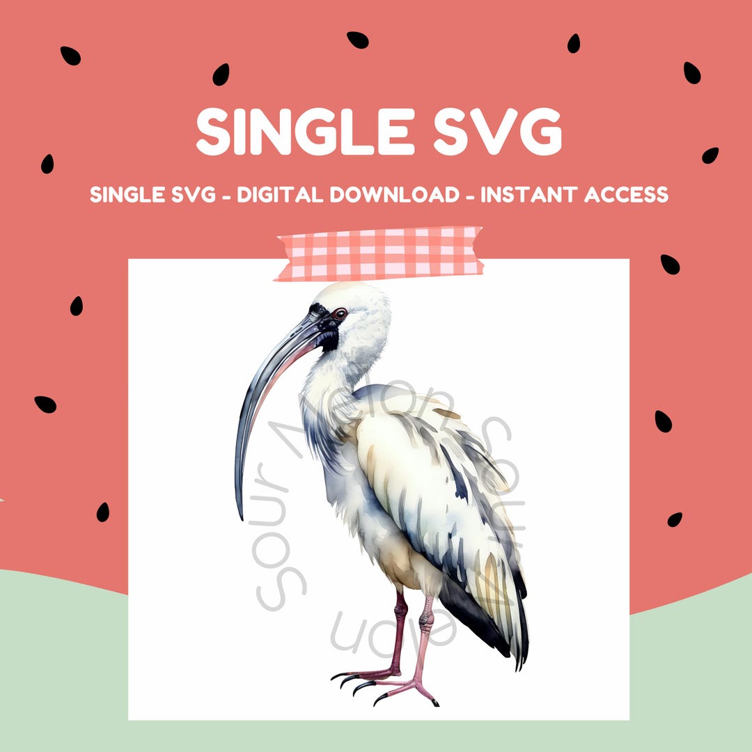 Aussie Ibis Bin Chicken Watercolor Clipart: SVG & PNG (digital Download ...