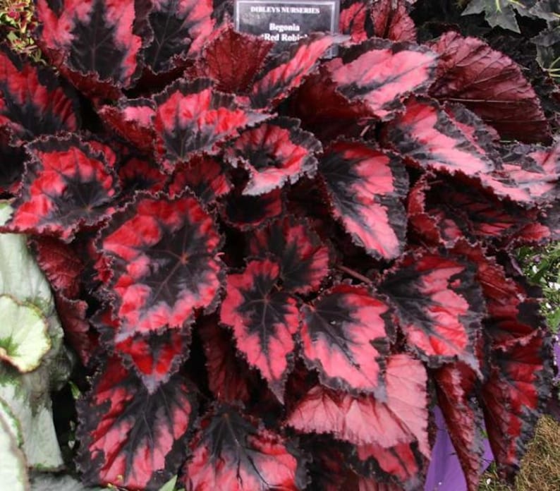 Begonia Red Robin Live Plant - 4-6" Tall - Ship No Pot - Begonia × ...