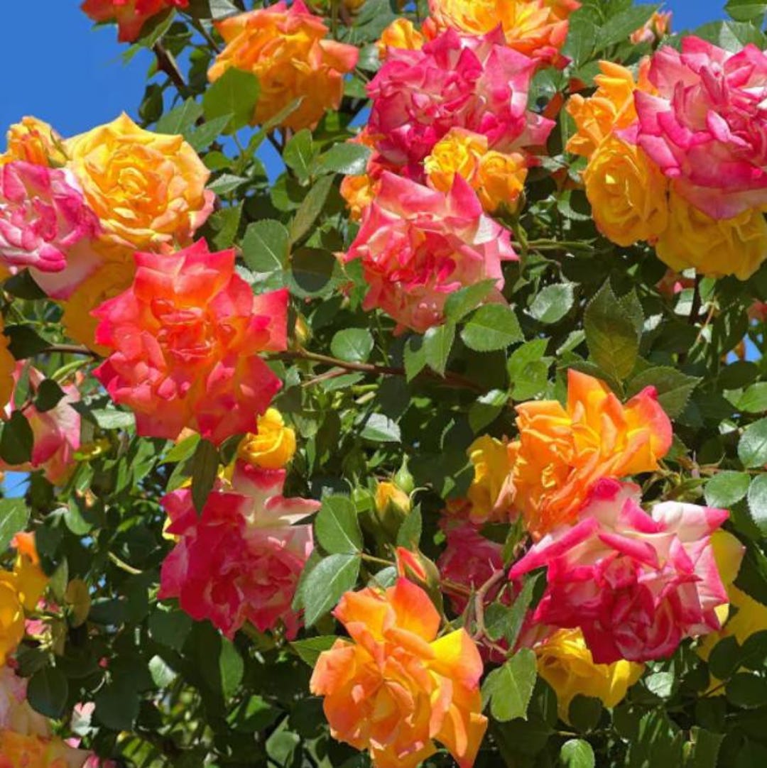 Pinata Climbing Rose Live Plant - 3-5" Tall - Ship No Pot - Rosa Pinata ...