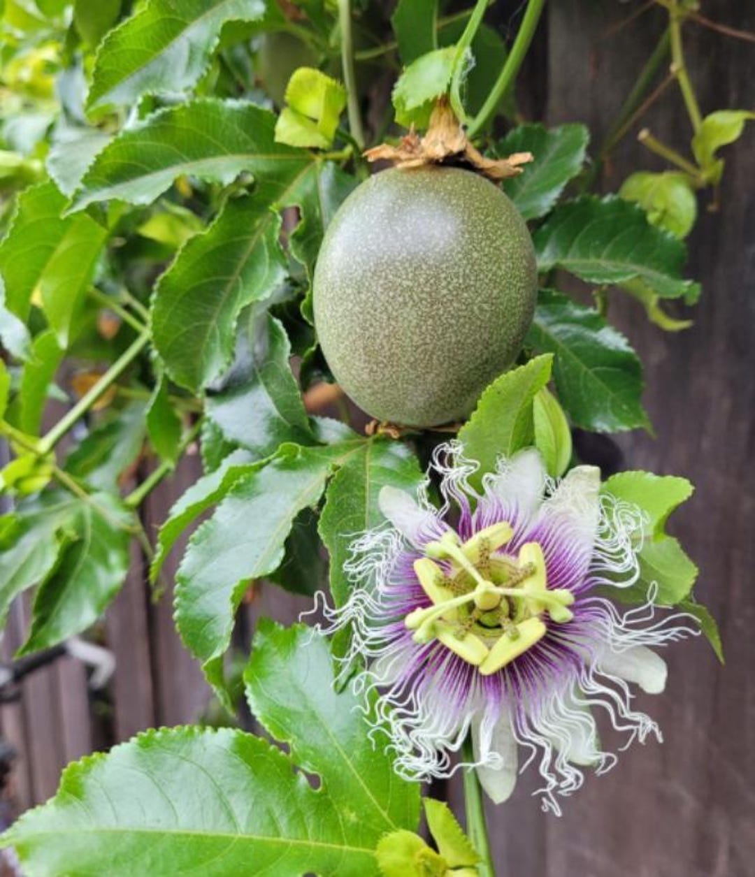 Purple Possum Passionfruit Live Plant - Ship No Pot - Passiflora Edulis ...