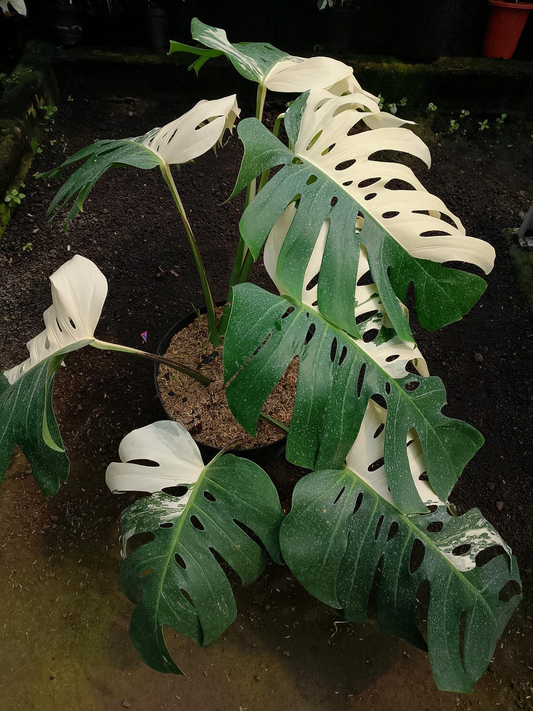 Monstera Albo Halfmoon Variegated Big Size Real Picture - Etsy