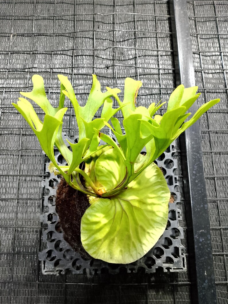 Real Actual Platycerium Ridley Small - Etsy