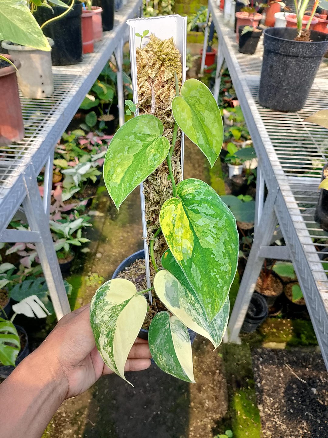 Photo Real Scindapsus Andalas Yellow Aurea Variegated - Etsy