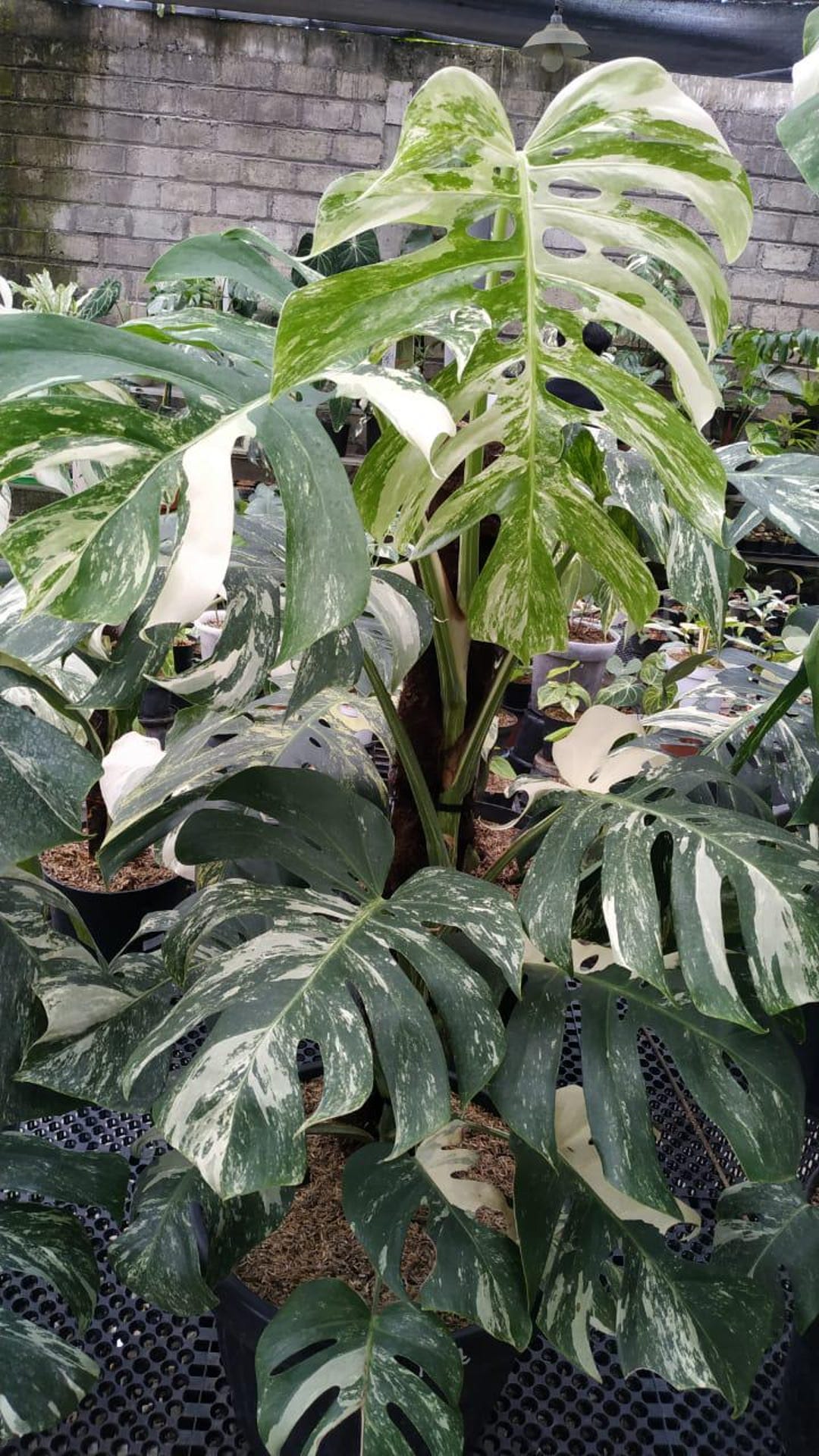 Real Picture Monstera White Tiger Holland Large Size Variegated - Etsy
