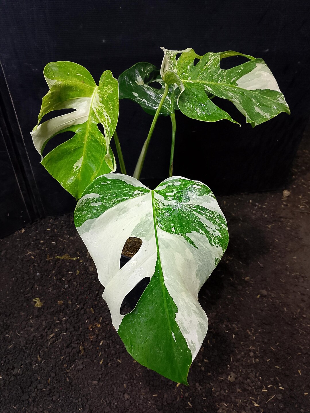 Real Picture Monstera Albo White Tiger Variegated - Etsy
