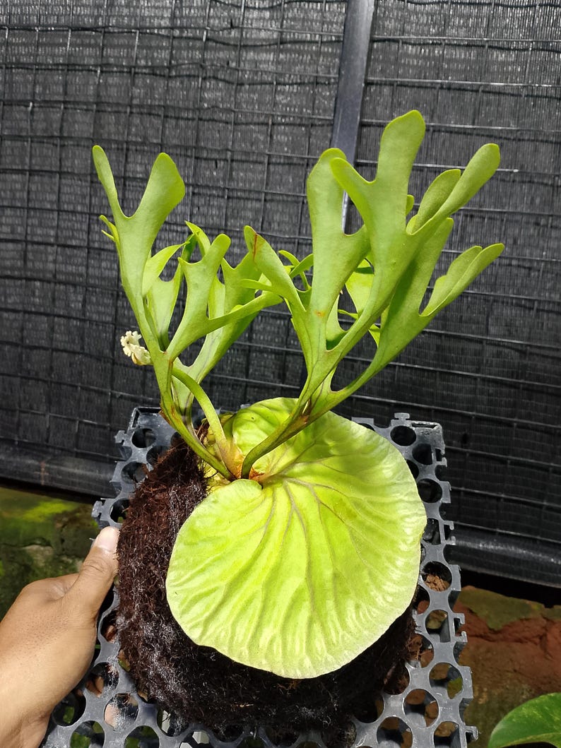 Real Actual Platycerium Ridley Small - Etsy