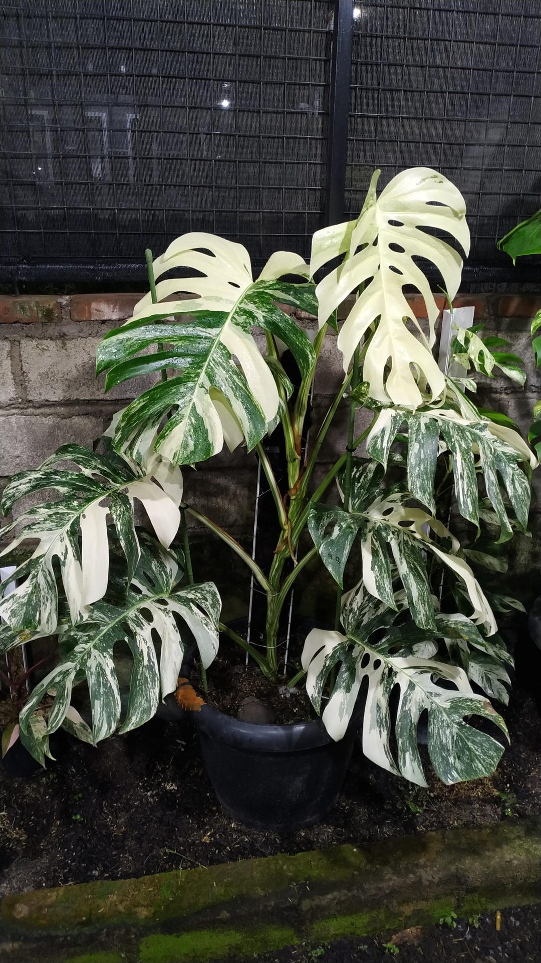 Real Picture Monstera Albo White Tiger Very Big Size Variegated - Etsy