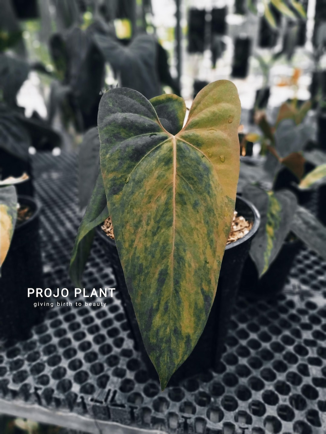 Real Photo Anthurium Portillae Variegated - Etsy
