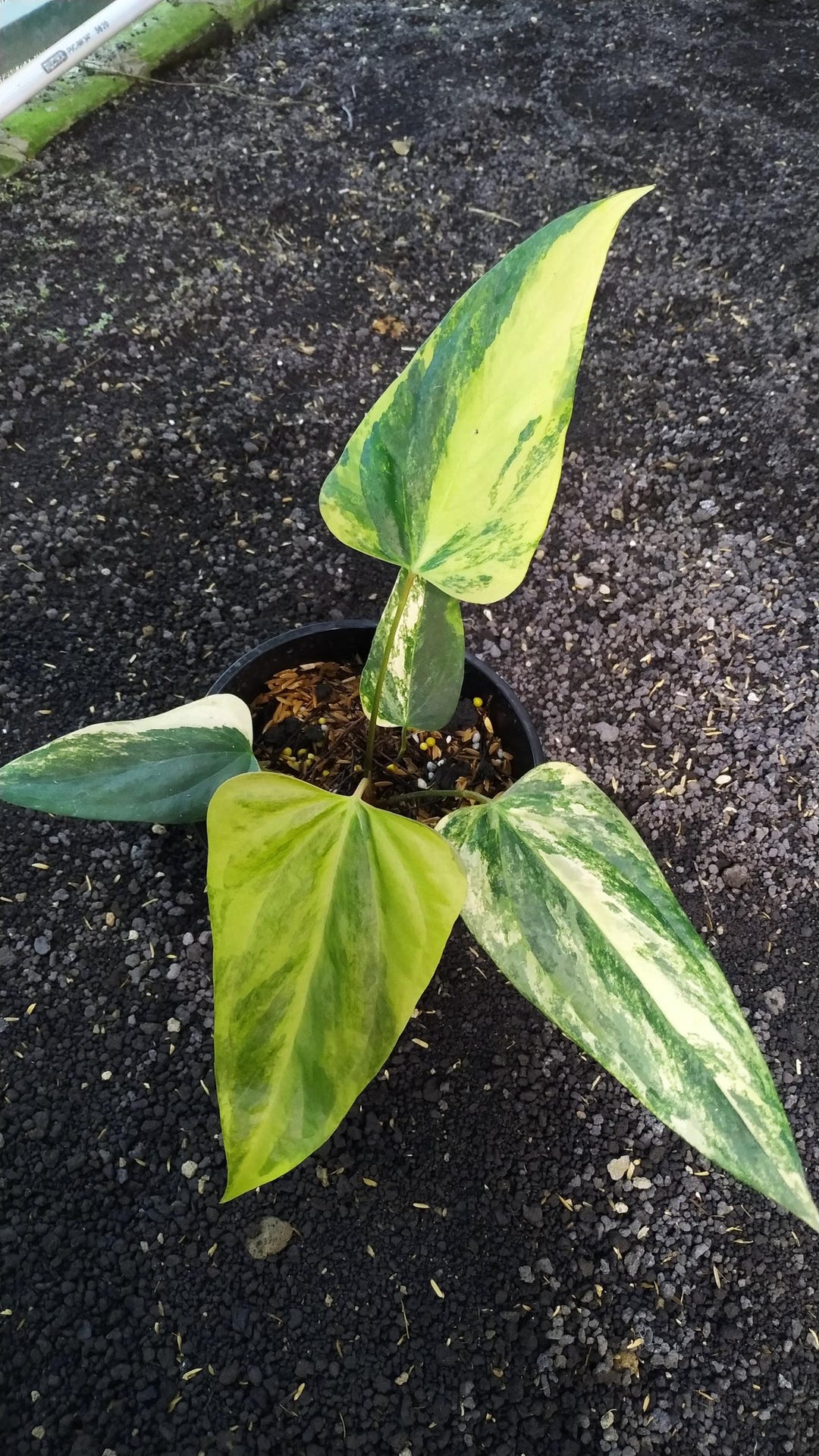 Real Photo Anthurium Portillae X Df Variegated - Etsy