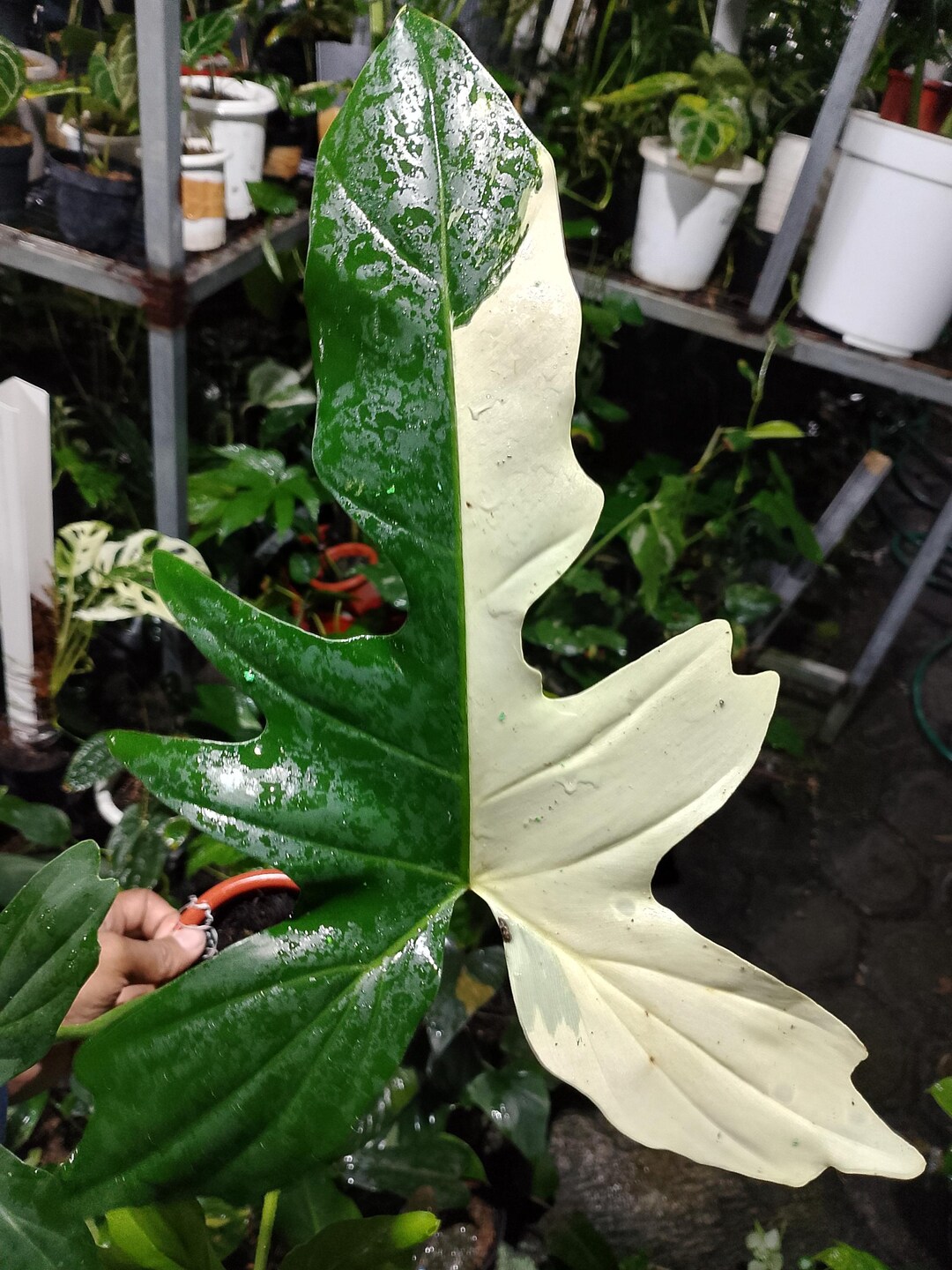 Real Picture Philodendron Dragon Var Halfmon - Etsy