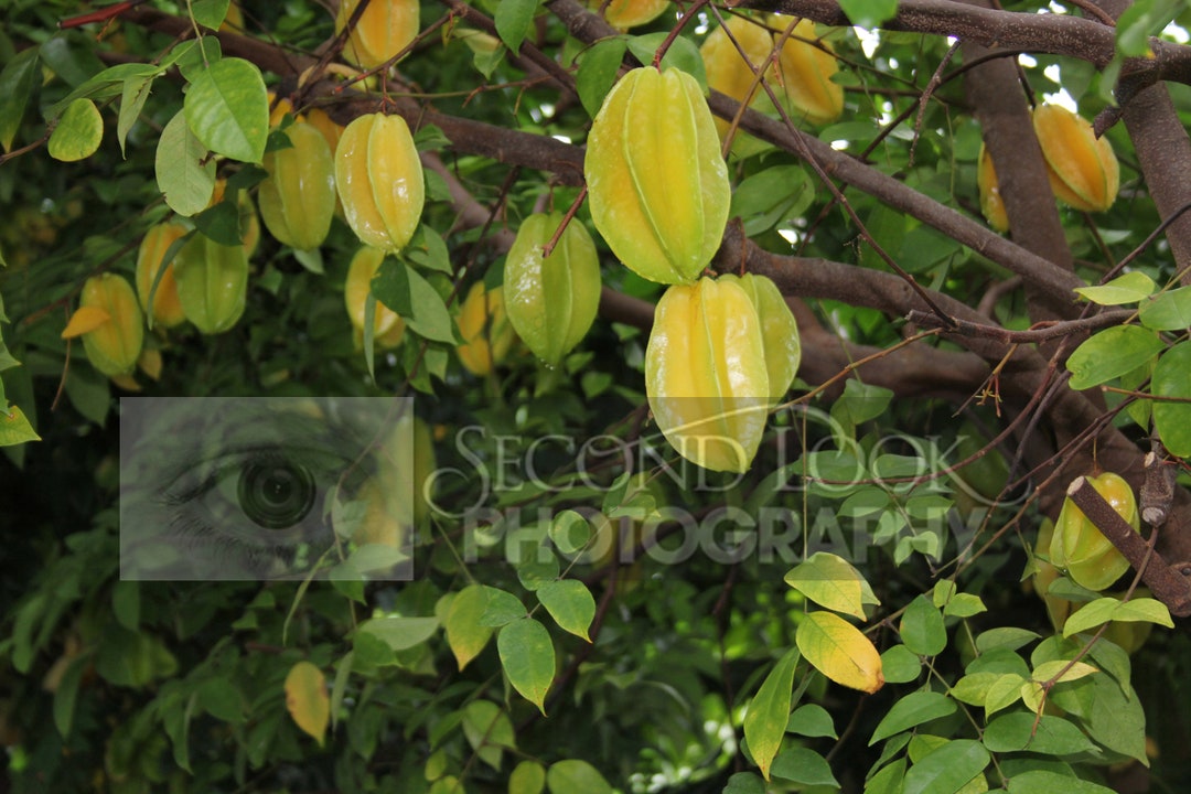 Starfruit Tree Photo - Etsy
