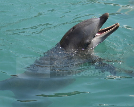 Dolphin Digital Photo | Etsy