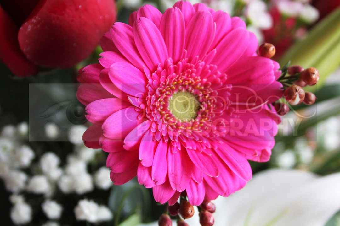 Hot Pink Daisy Mum - Digital Photo - Etsy
