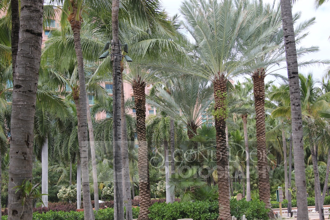 Palm Trees at Atlantis - Digital Photo - Etsy