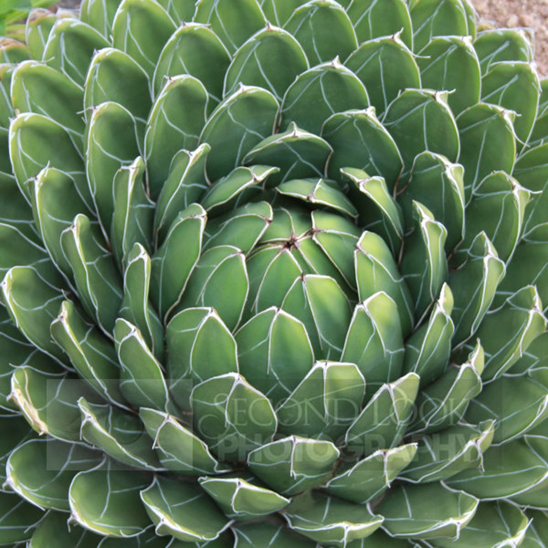 Arizona Agave Photo - Etsy