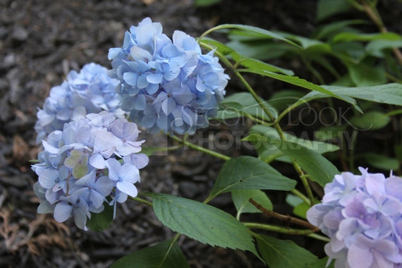 Periwinkle Hydrangeas Photo - Etsy