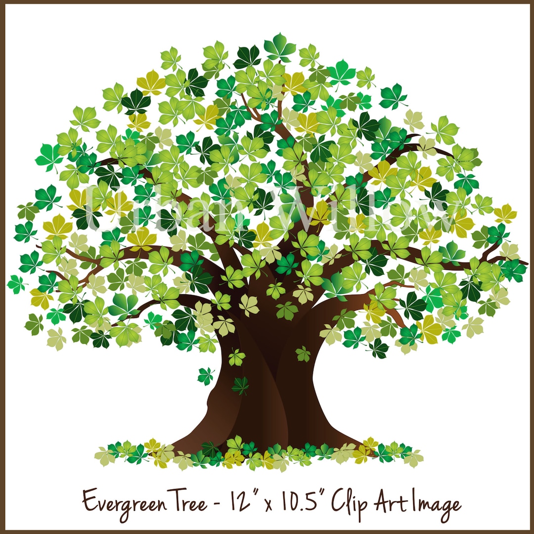 Evergreen Clipart Tree, Tree Graphic, Green Tree, Oak Tree Graphic ...